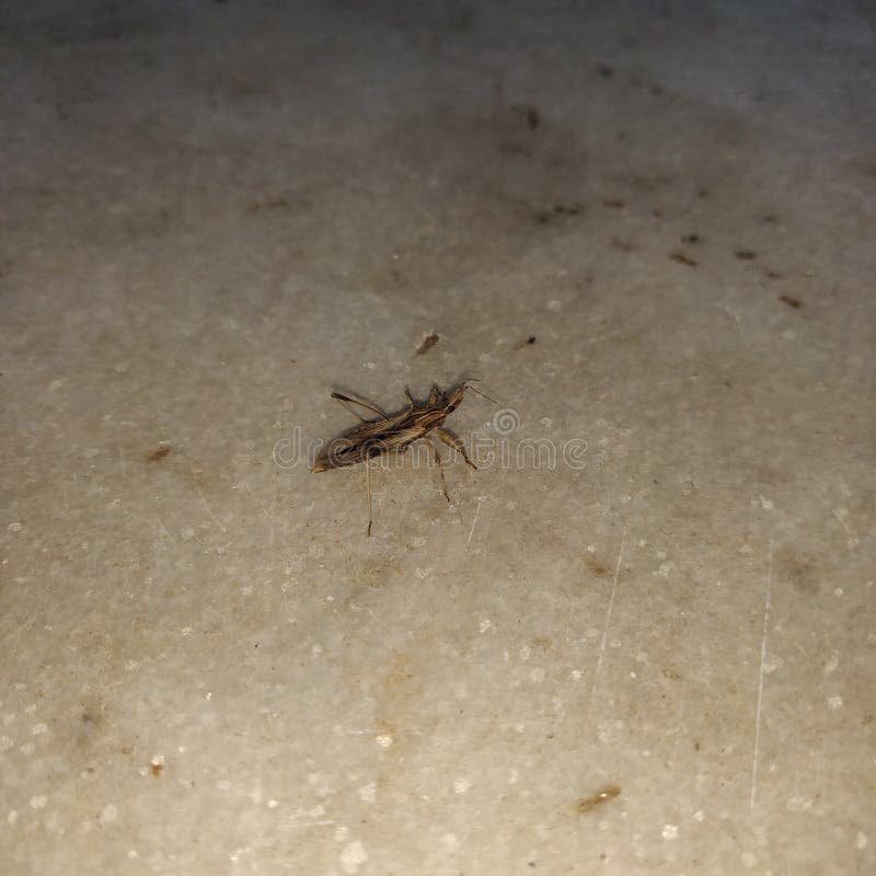 The Heteroptera are a Group of about 40,000 Species of Insects in the ...