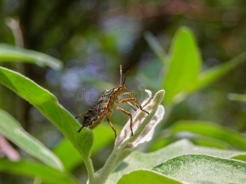 Heteroptera Stink Bug Insect Close Up Stock Photo - Image of entomology ...