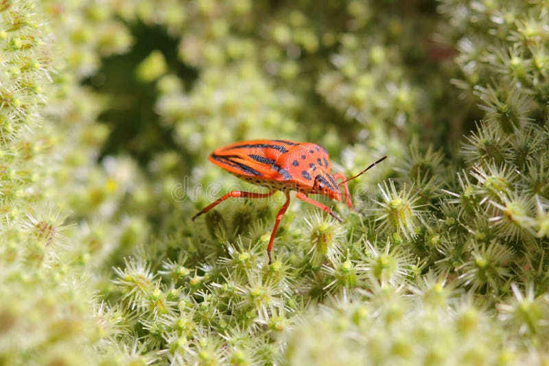 Heteroptera stock image. Image of flower, umbellifera - 40868213