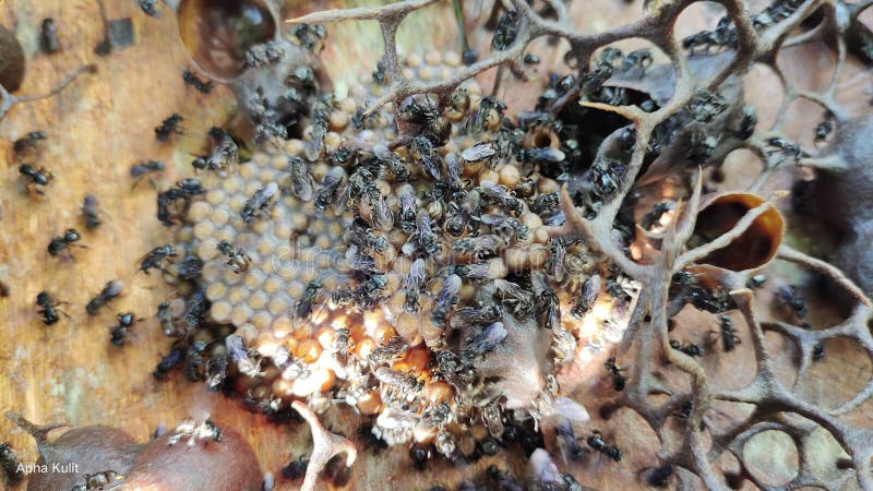 Honey Trigona Itama Stock Photos - Free & Royalty-Free Stock Photos ...