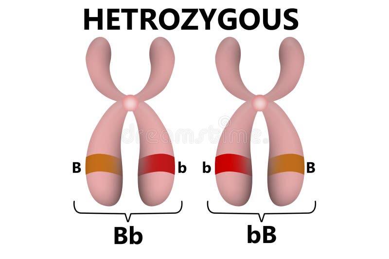 Heterozygous Chromosomes Stock Illustrations 28 Heterozygous
