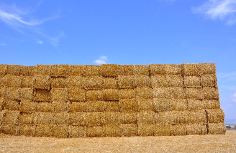 Ballen Heu auf Ackerland stockbild. Bild von getrocknet - 16358075