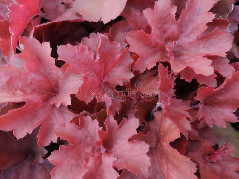 Heuchera Cherry Cola stock photo. Image of beautiful - 308298372