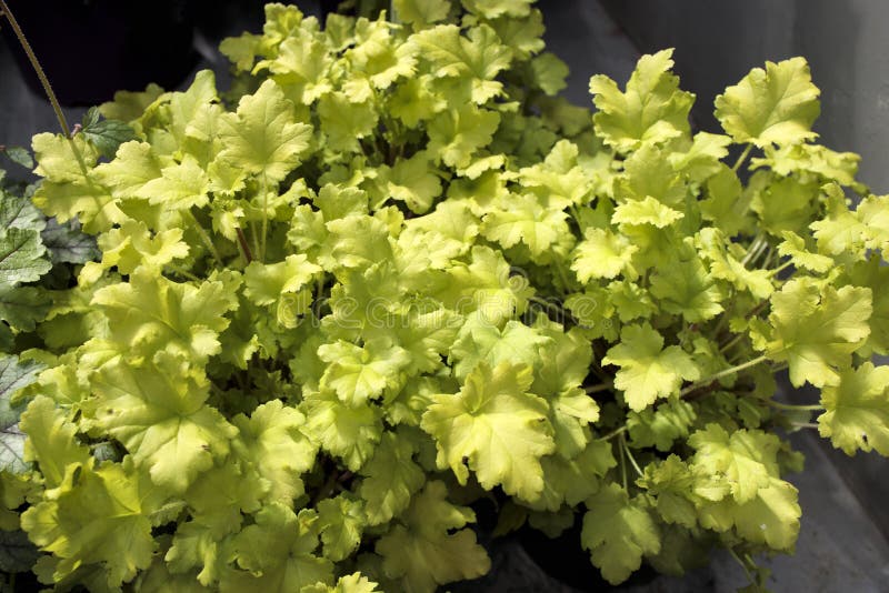 Heuchera Lime Marmalade Coral Bells Stock Photo - Image of marmalade ...