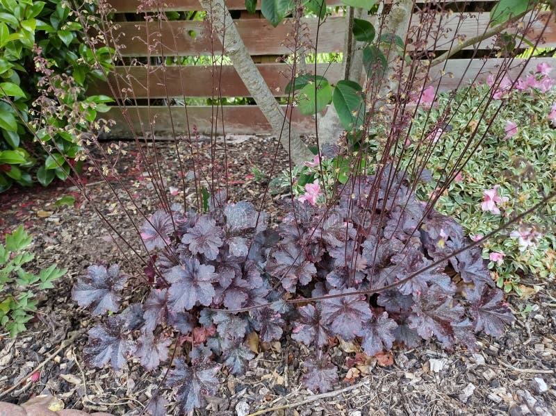 Heuchera Midnight Rose stock photo. Image of heuchera - 287945976