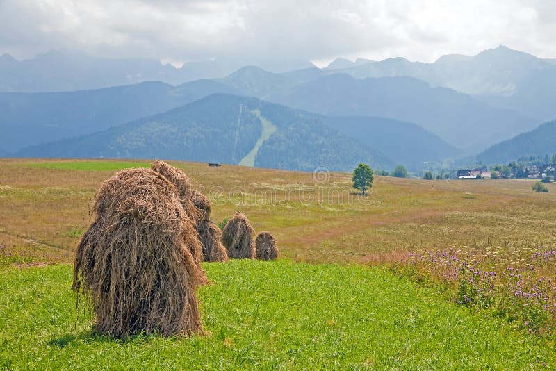 Heuernte stockbild. Bild von trocken, grün, landschaft - 17293567