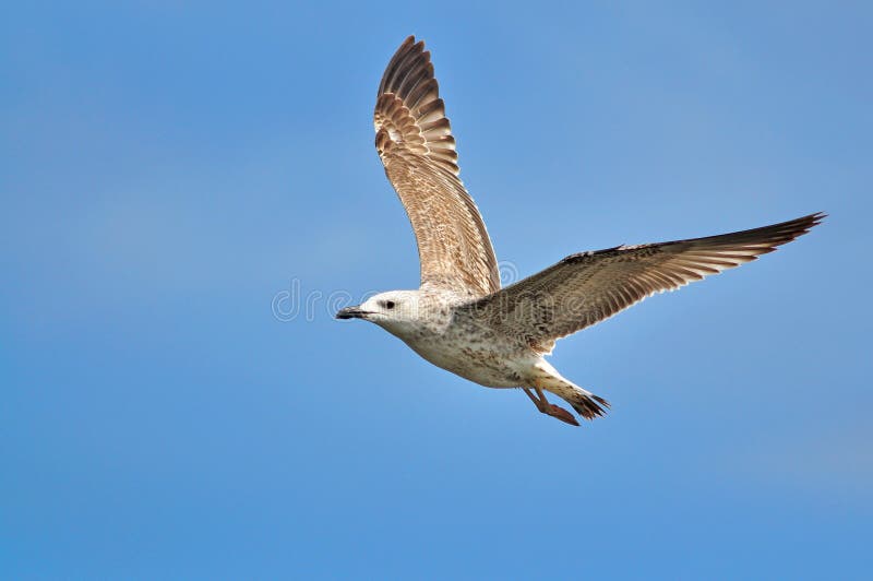 Heuglin s Gull stock image. Image of success, plane, beautiful - 27754447