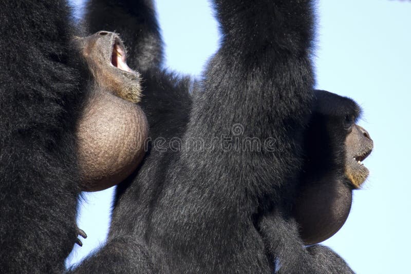 Heulengibbon stockbild. Bild von tier, fauna, nave, gibbon - 18856463