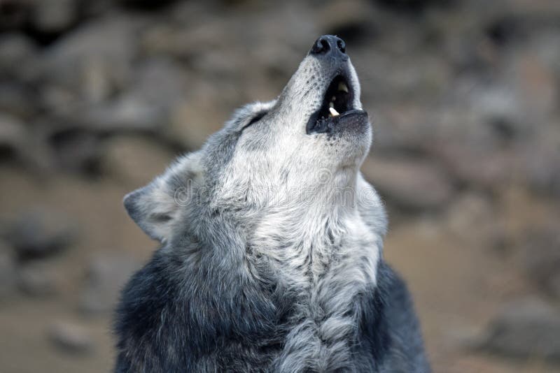 2,598 Wolf Heulen Fotos - Kostenlose und Royalty-Free Stock-Fotos von ...