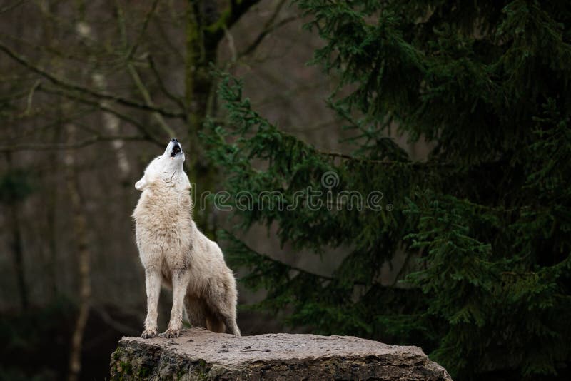 Heulen Des Weißen Wolf Im Wald Stockfoto - Bild von europäisch ...
