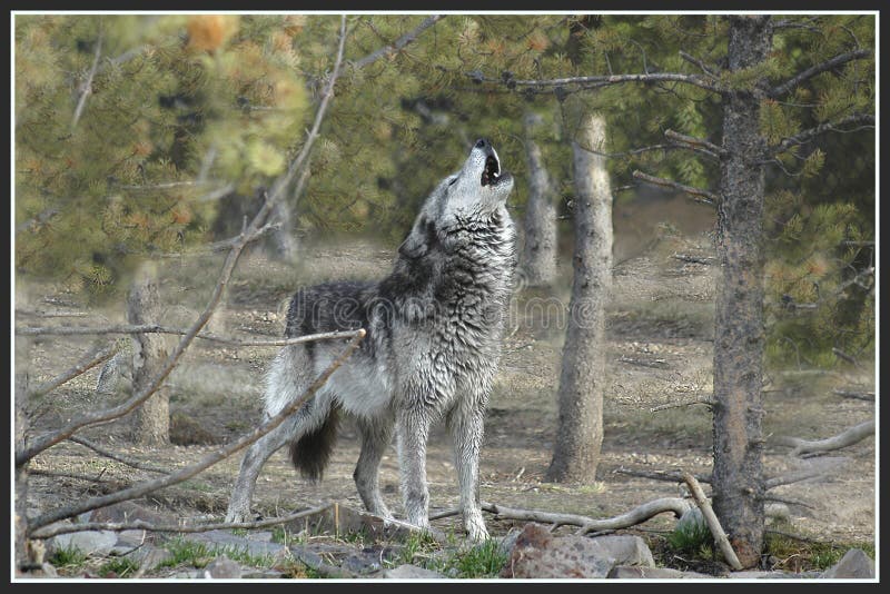 Heulender Gray Wolf stockfoto. Bild von canis, bild - 146015560