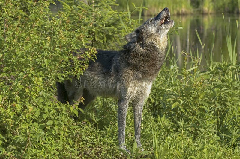 Heulender Wolf stockbild. Bild von wild, nave, bauholz - 5706337