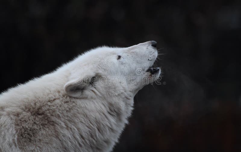 Heulender Wolf. stockbild. Bild von gefangener, heulen - 33229755