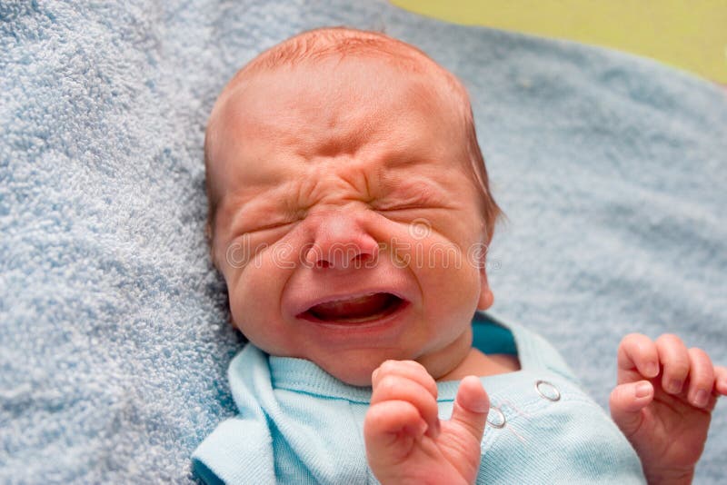 Heulsuse stockfoto. Bild von verschrob, mürrisch, zicklein - 233002