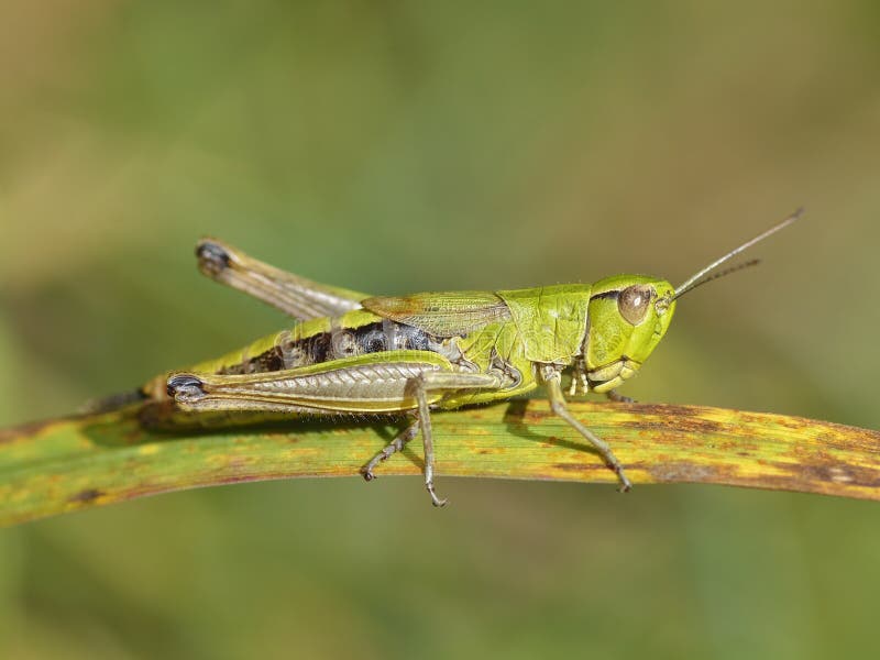 Heuschrecke in Der Natur Nahaufnahme Stockbild - Bild von ...