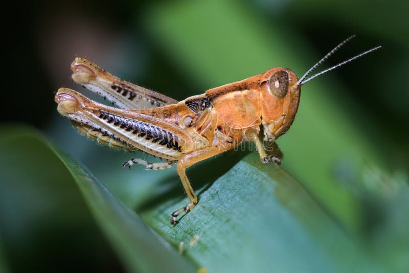 Heuschrecken-Nymphe stockfoto. Bild von überwachen, biologisch - 8154018
