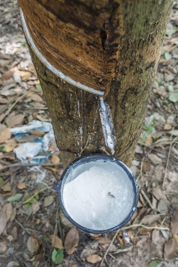 Hevea Brasiliensis stock photo. Image of growth, nature - 96363786