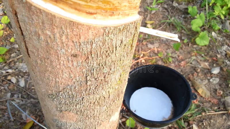 Hevea Brasiliensis (Also Called Para Rubber Tree, Sharinga Tree ...