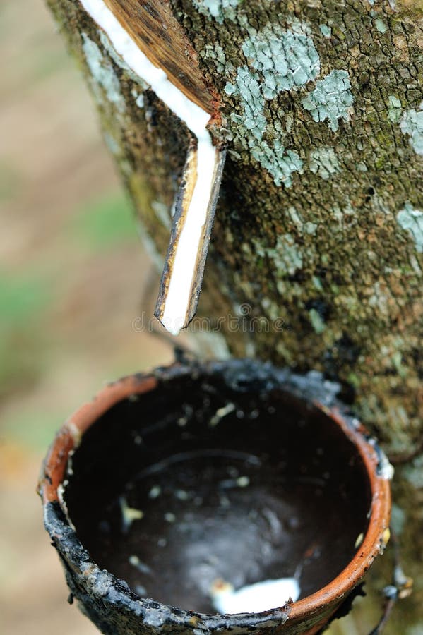 Hevea brasiliensis stock photo. Image of plantation, hevea - 51039034