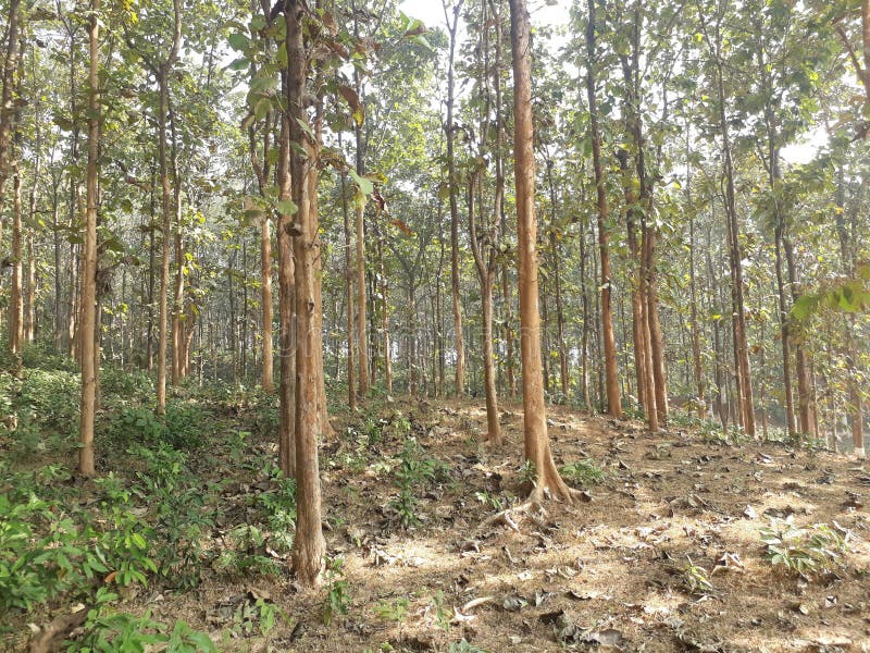 Hevea Brasiliensis, the Pará Rubber Tree, Sharinga Tree, Seringueira ...