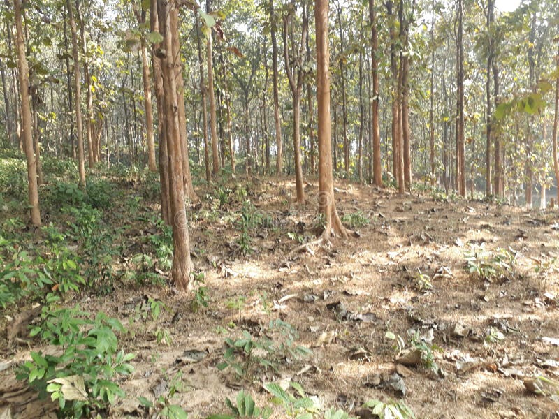 Hevea Brasiliensis, the Pará Rubber Tree, Sharinga Tree, Seringueira ...