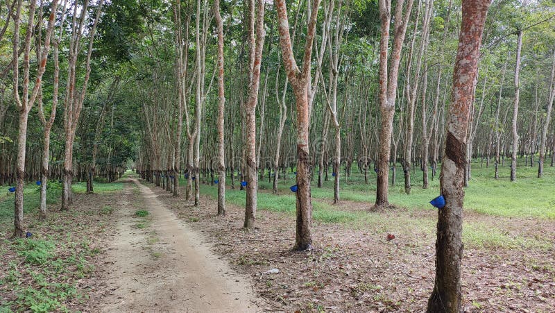 Hevea Brasiliensis on Plantation Stock Photo - Image of woodland, leaf ...