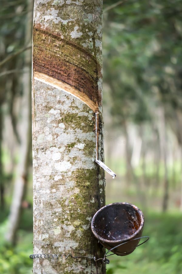 Hevea brasiliensis rubber stock image. Image of tire - 29154833