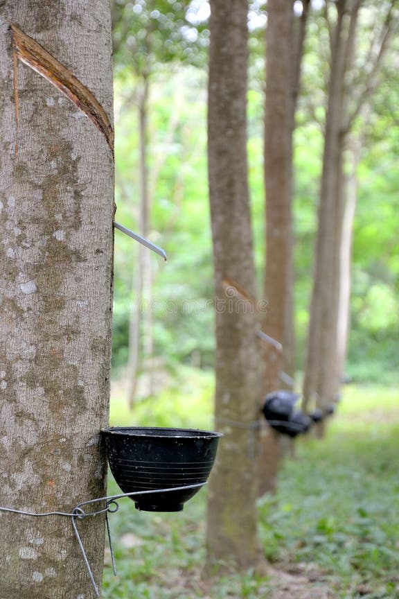 Hevea brasiliensis tree stock photo. Image of green, siam - 29154862