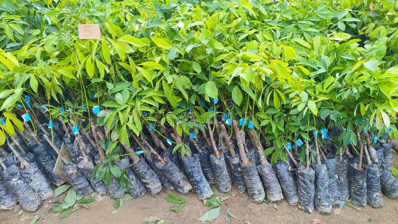 Hevea plantations stock photo. Image of plantations - 335675892