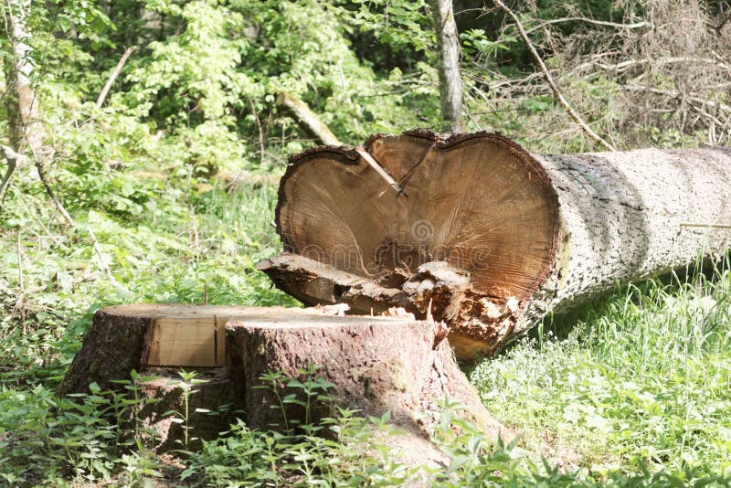 Hewed tree in a forest. stock image. Image of path, forestry - 116784749