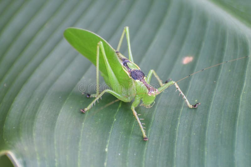 Hexacentrus Japonicus Insects Stock Image - Image of japonicus ...