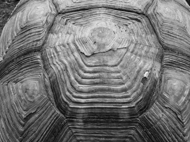 Hexagon Shape Turtle Shell Texture Background Stock Image - Image of ...