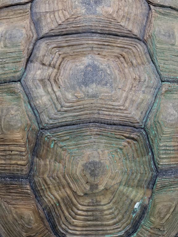 Hexagon Shape Turtle Shell Texture Background Stock Image - Image of ...