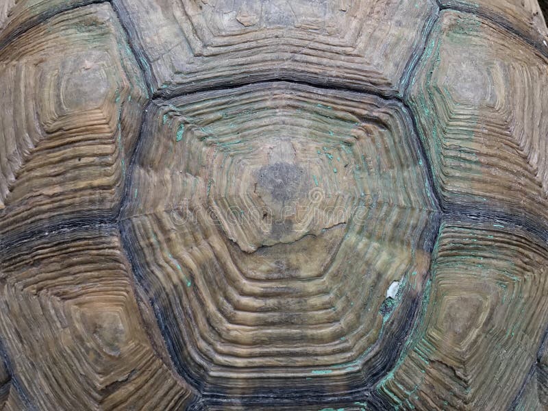 2,067 Turtle Shell Texture Photos - Free & Royalty-Free Stock Photos ...