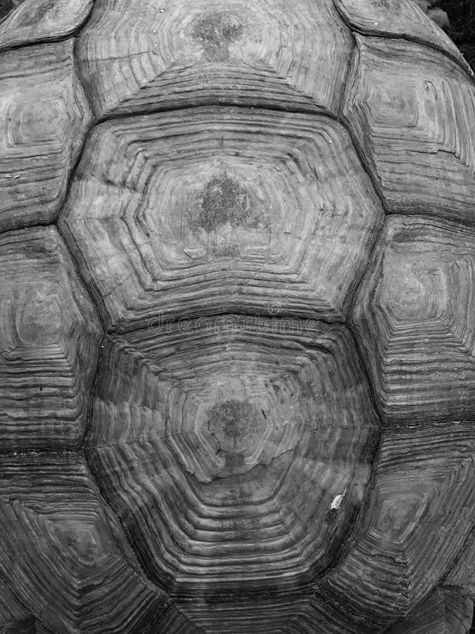 156 Largest Shell Shape Stock Photos - Free & Royalty-Free Stock Photos ...