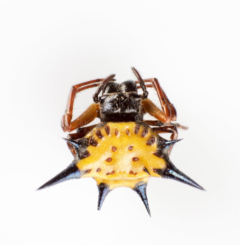 Spiders stock image. Image of wild, macro, fauna, leaves - 28659851