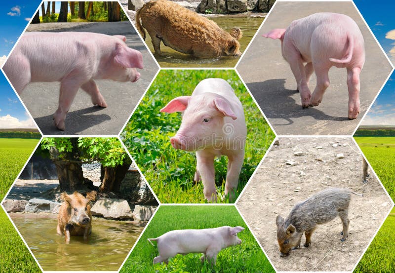 A Collection of Pig and Boar Photos on a Farm and in the Wild Stock ...
