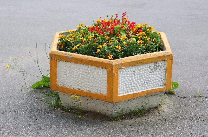 Hexagonal Concrete Flower Bed with Flowers Stands on the Asphalt Stock ...