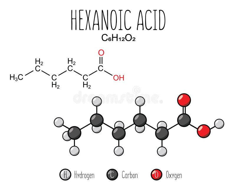 Hexanoic Acid Skeletal Structure and Flat Model Representation Stock ...