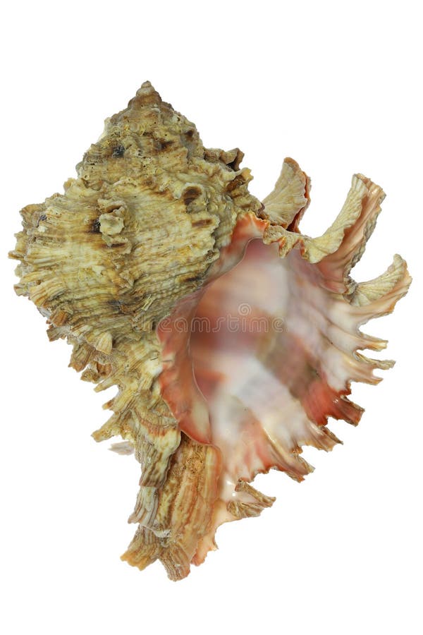 128 Shell Operculum Stock Photos - Free & Royalty-Free Stock Photos ...