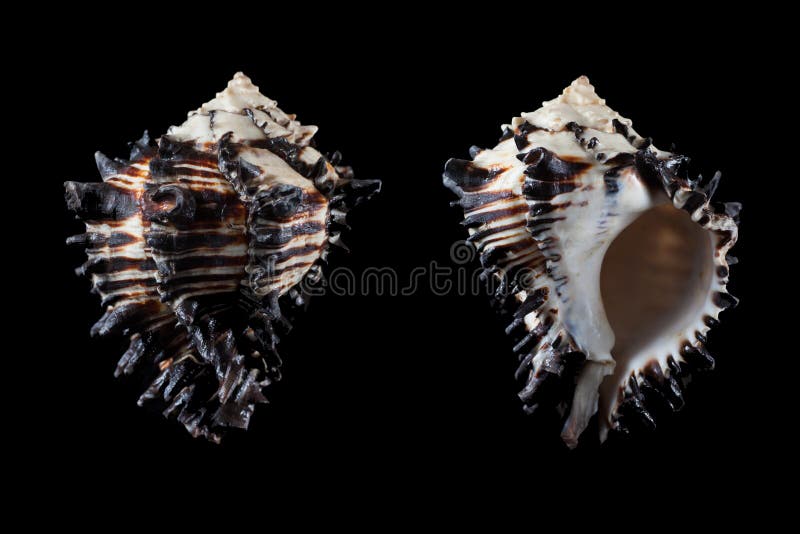 Hexaplex radix stock image. Image of latino, cornus - 188590699