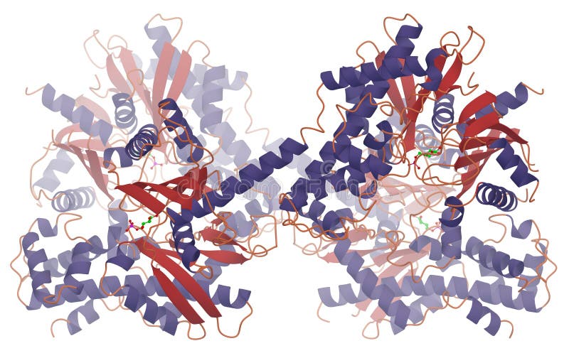 Fungi stock photo. Image of edible, food, brown, plant - 35691300