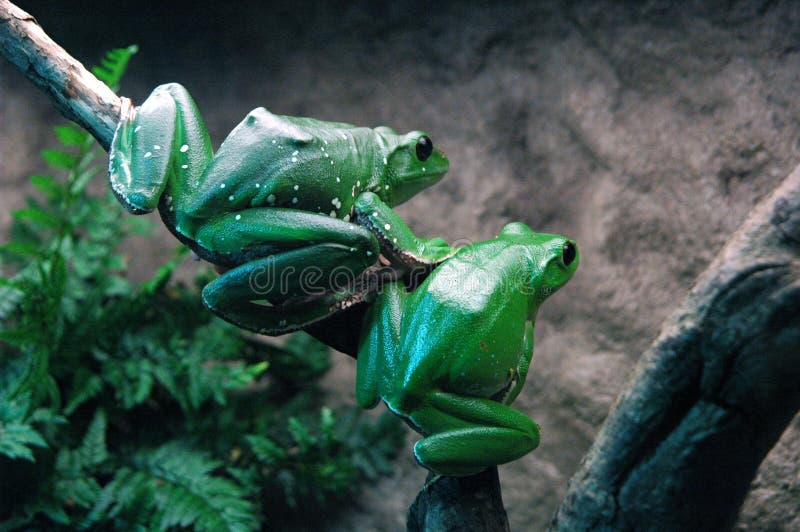 Hey Buddy stock image. Image of green, wild, wildlife - 1023345