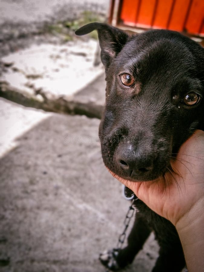 Hey, buddy. How are you? stock photo. Image of retriever - 200246228
