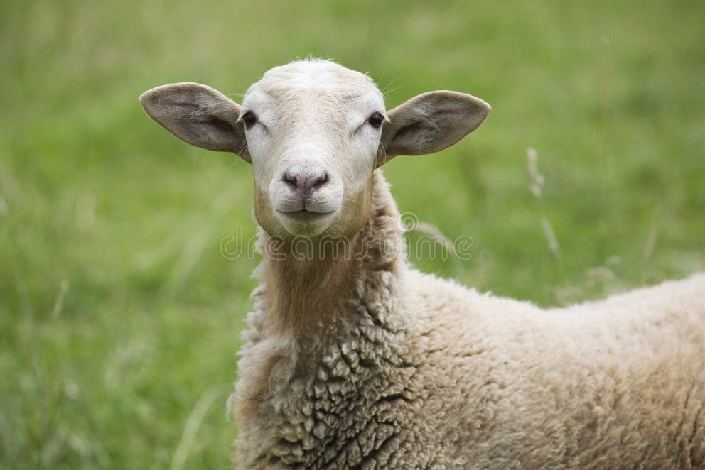 Hey Ewe stock image. Image of ears, animal, rural, serious - 12165693