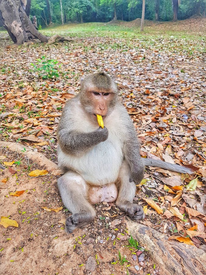 Hey little Monkey stock image. Image of little, gorgeous - 117585171