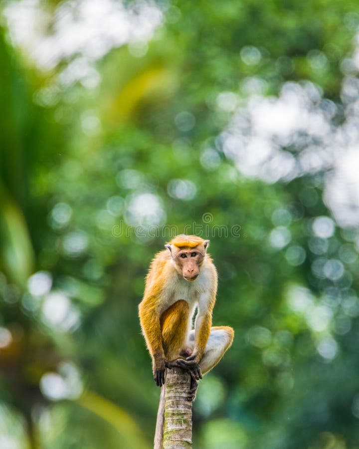 Hey Please Take a Picture of Me Stock Image - Image of jungle ...