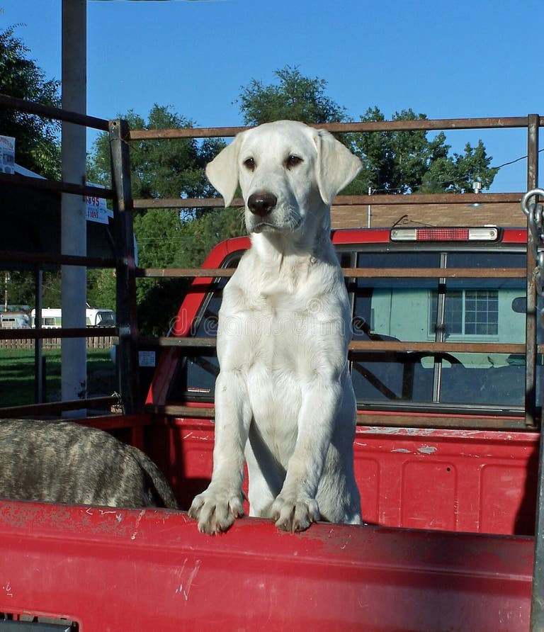 382 Did 2 Stock Photos - Free & Royalty-Free Stock Photos from Dreamstime