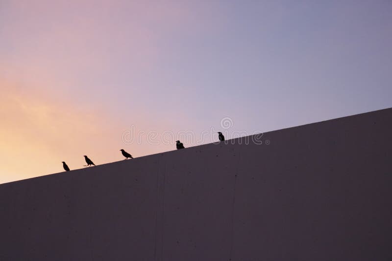 Hi five stock image. Image of birds, blue, twilight, five - 90959029