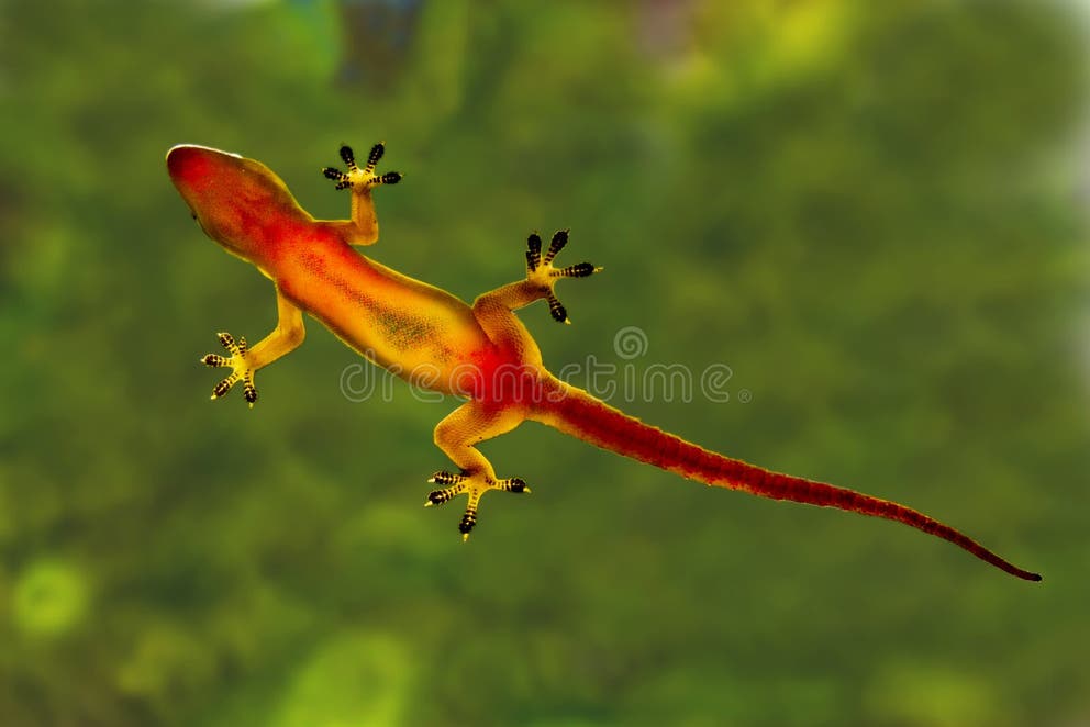 Hi Five Gecko stock image. Image of tail, orange, animal - 4189099